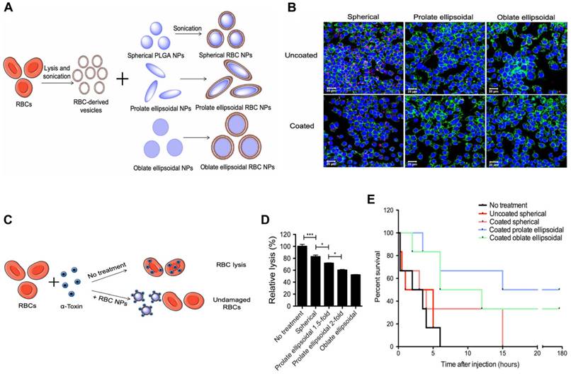 Cell-membrane-coated nanoparticles for the fight against pathogenic ...
