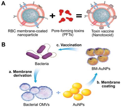Cell-membrane-coated nanoparticles for the fight against pathogenic ...