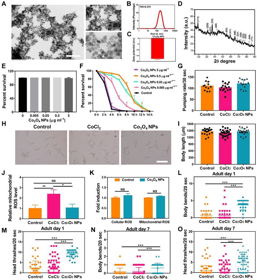 Dietary cobalt oxide nanoparticles alleviate aging through activation ...