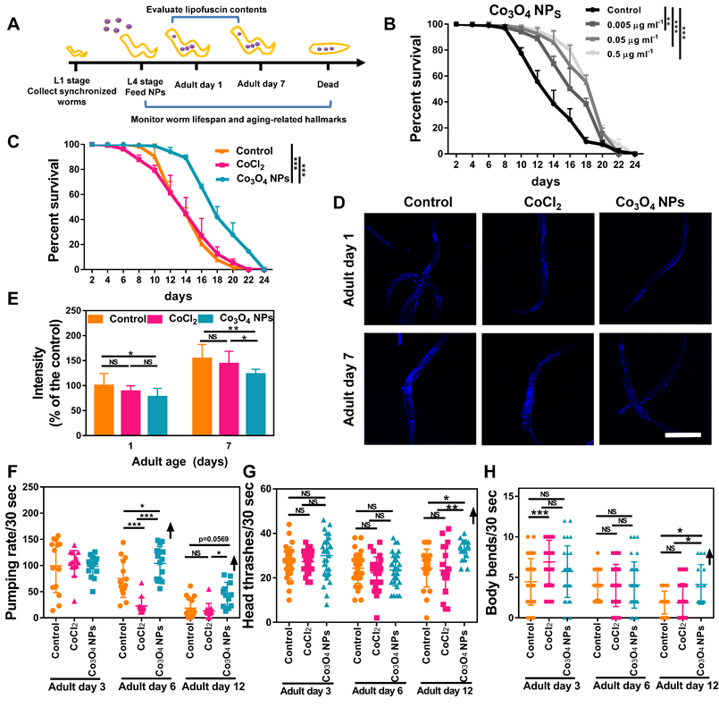 Dietary cobalt oxide nanoparticles alleviate aging through activation ...