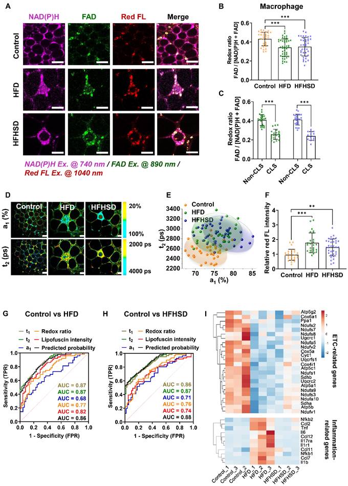 Label-free optical metabolic imaging of adipose tissues for prediabetes ...