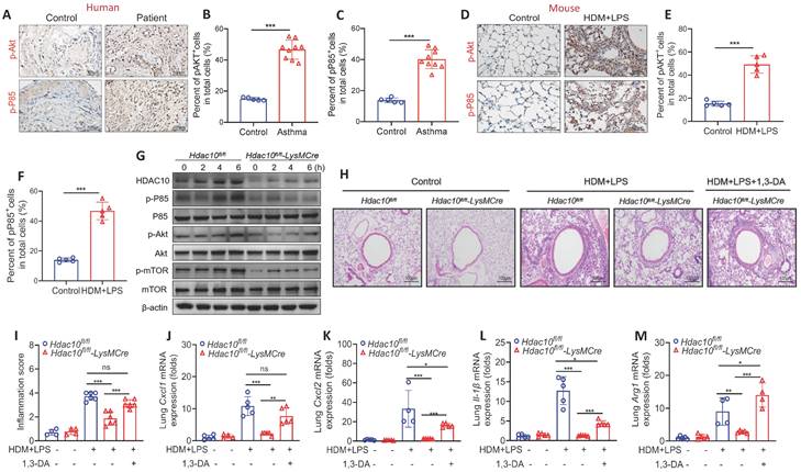 The HDAC10 instructs macrophage M2 program via deacetylation of STAT3 ...