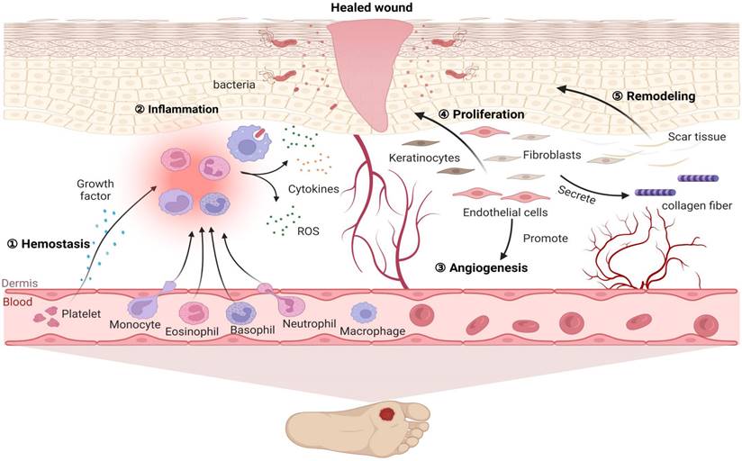 LncRNAs associated with oxidative stress in diabetic wound healing ...