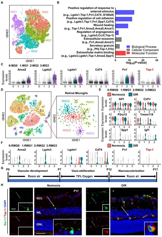 Tsp-1+ microglia attenuate retinal neovascularization by maintaining ...