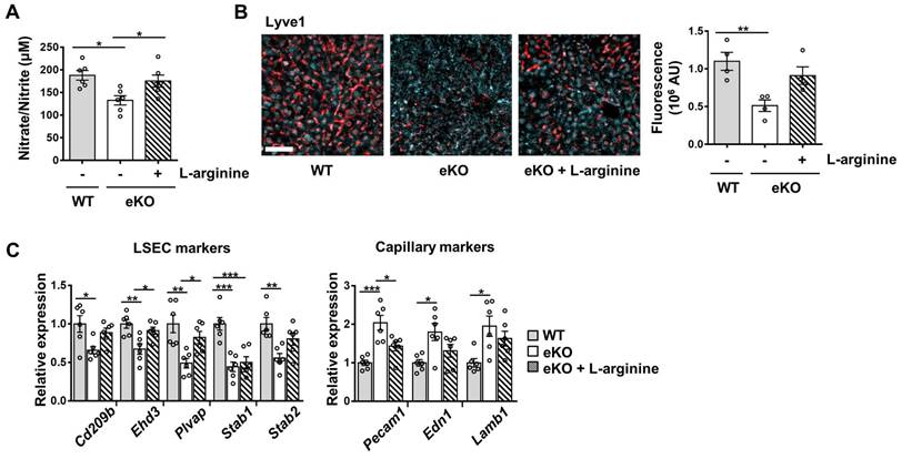 Endothelial TAZ inhibits capillarization of liver sinusoidal ...