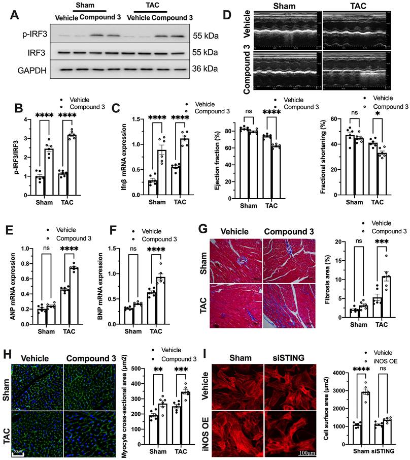 iNOS aggravates pressure overload-induced cardiac dysfunction via ...