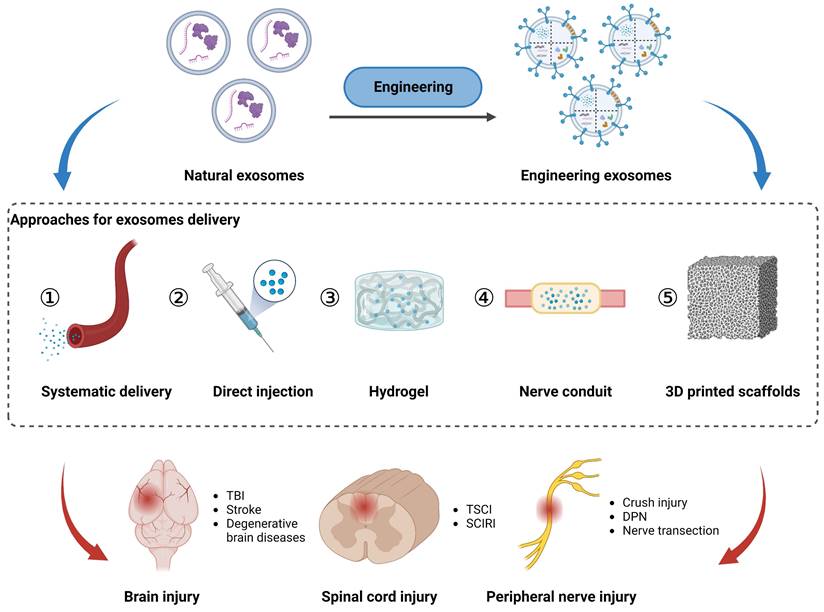Engineering strategies and optimized delivery of exosomes for ...