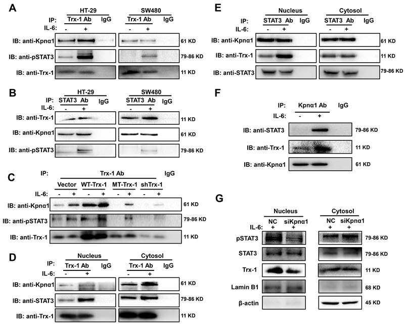 Nuclear translocation of thioredoxin-1 promotes colorectal cancer ...