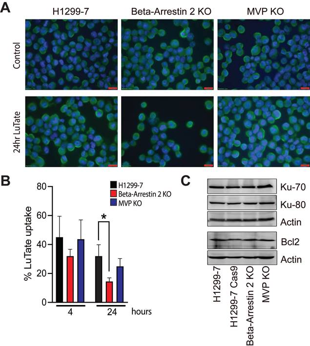 A genome-wide CRISPR/Cas9 screen identifies DNA-PK as a sensitiser to ...