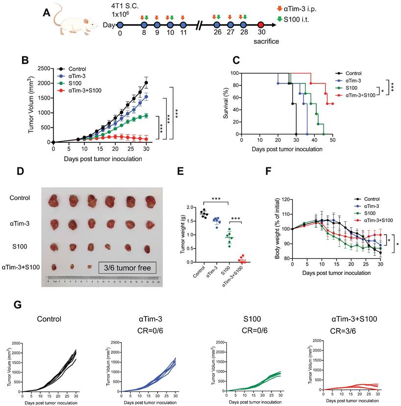 Blocking Tim-3 enhances the anti-tumor immunity of STING agonist ADU ...