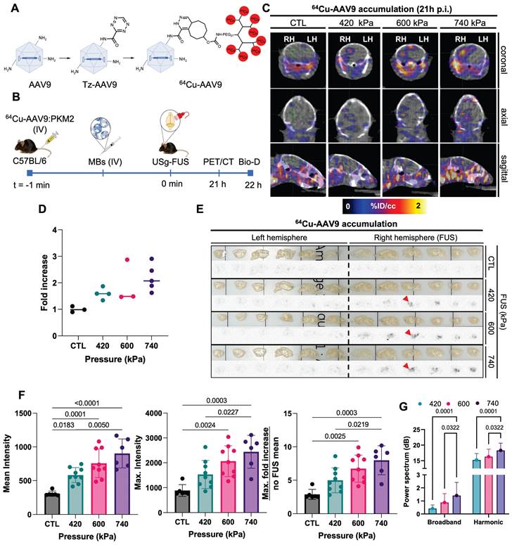 PET imaging of focused-ultrasound enhanced delivery of AAVs into the ...