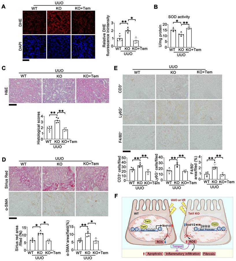 Tet1 deficiency exacerbates oxidative stress in acute kidney injury by ...