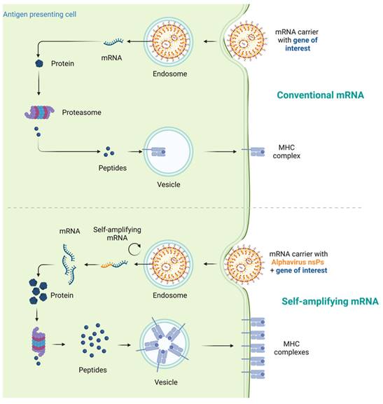 Path towards mRNA delivery for cancer immunotherapy from bench to bedside