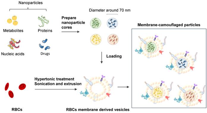 Red blood cells in biology and translational medicine: natural vehicle ...