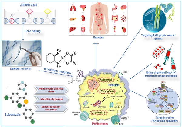 Current evidence and therapeutic implication of PANoptosis in cancer