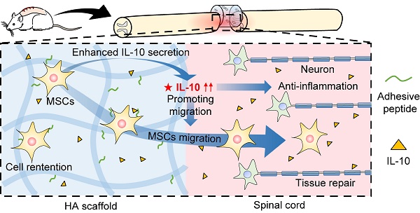 Il10 Pathway Thermo Fisher Scientific Kr Intramuscular IL 10