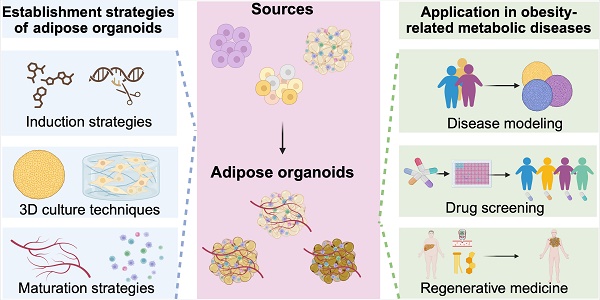 Unleashing the potential of adipose organoids: A revolutionary approach ...