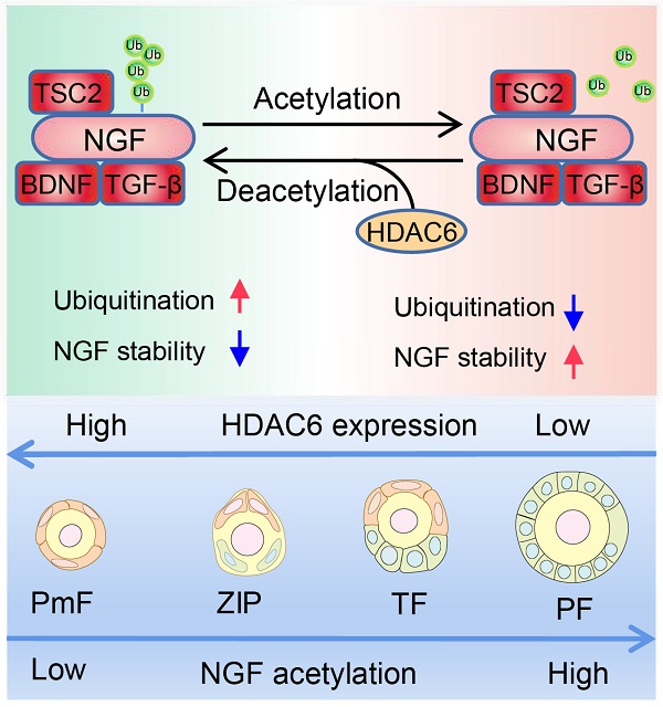 Volume 14, Issue 6 - thno
