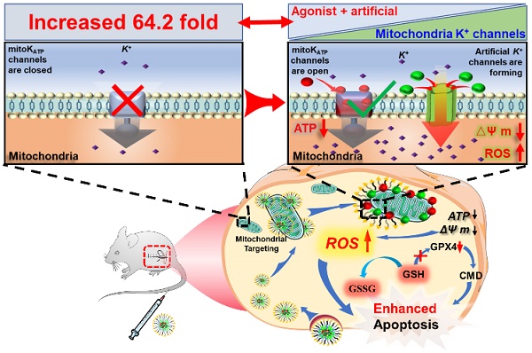 Volume 14, Issue 8 - thno