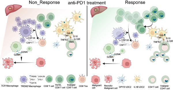 Single cell analyses reveal the PD-1 blockade response-related immune features in hepatocellular ...