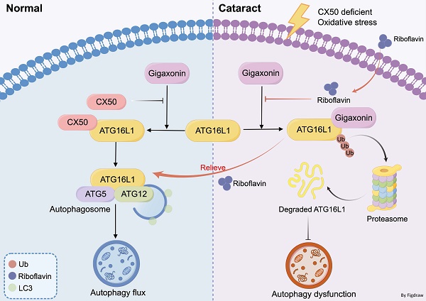 Volume 14, Issue 10 - thno