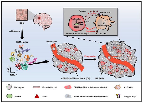 Volume 14, Issue 10 - thno