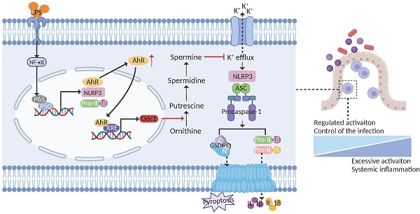 Role Of The Aryl Hydrocarbon Receptor Ahr In Lung Inflammation Aryl