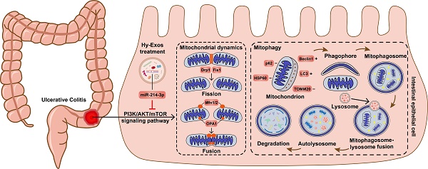 Stimulation by exosomes from hypoxia-preconditioned hair follicle ...