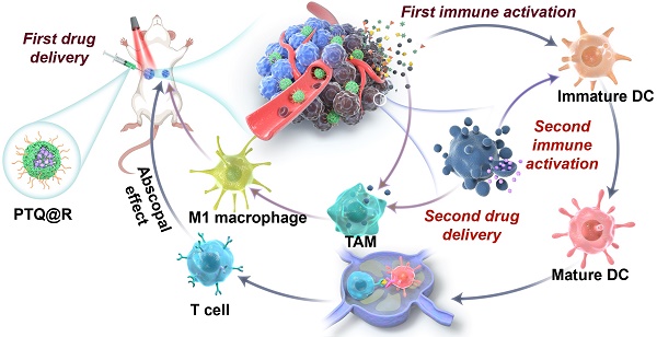 A relay-type innate immunity activation strategy involving water ...