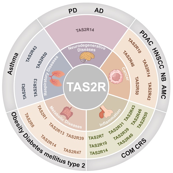 Taste Receptor Ligand