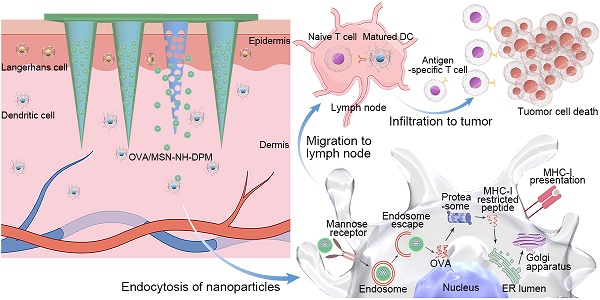 Mannose and phenylboronate ester functionalized mesoporous silica ...